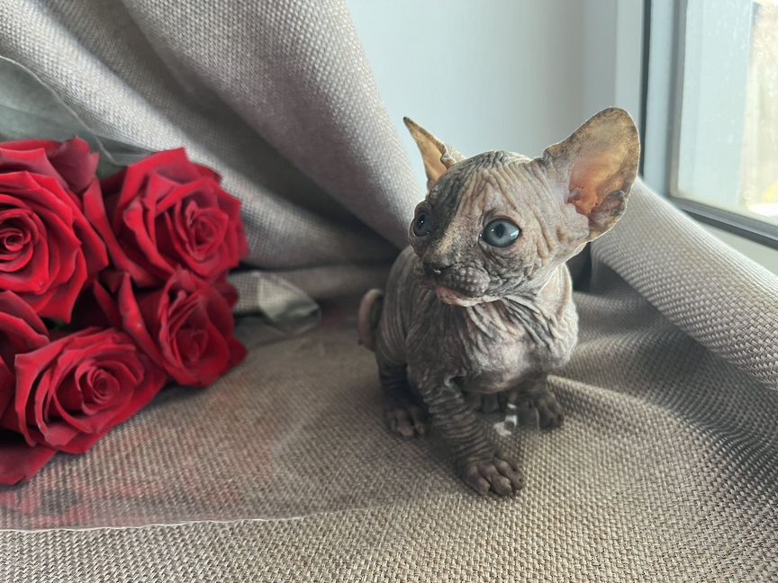 Котята сфинкса бронь