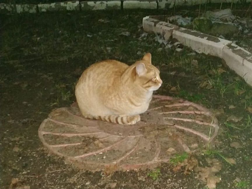 Рыжий котик живёт на теплом люке