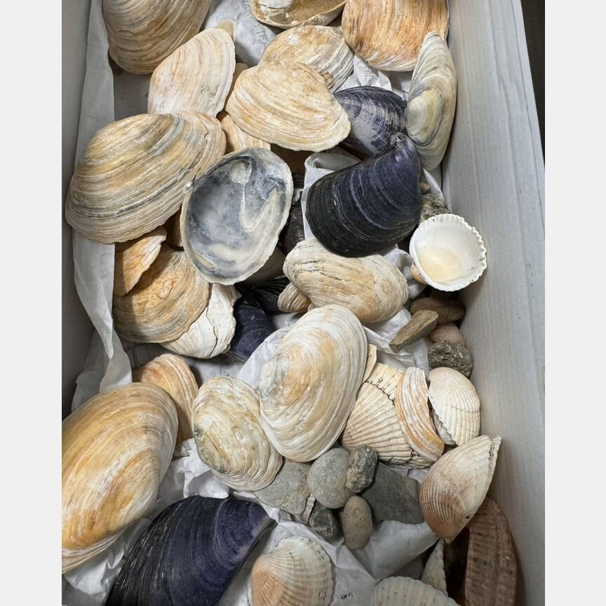 Ракушки и камушки за шоколадку