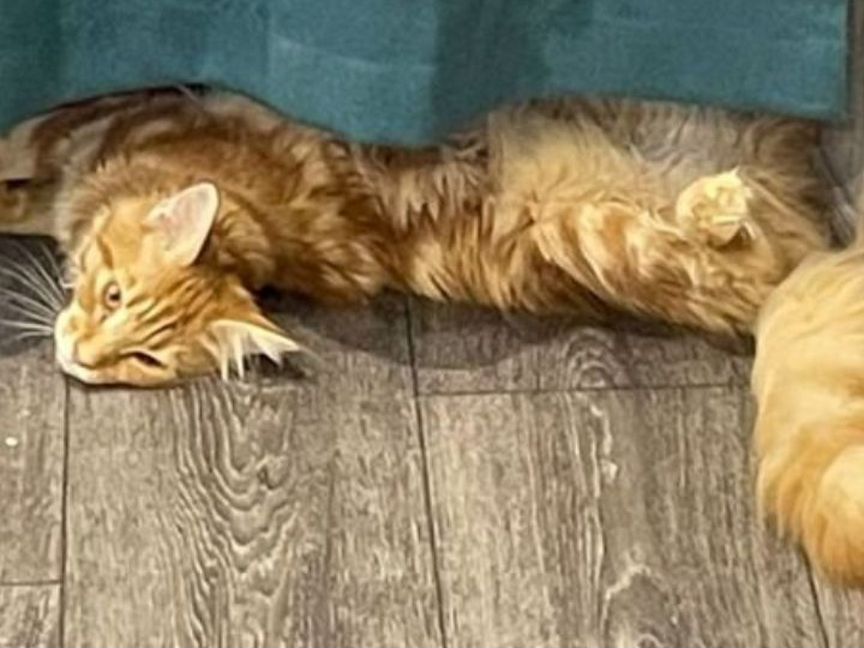 Кошечка мейн-кун в добрые руки