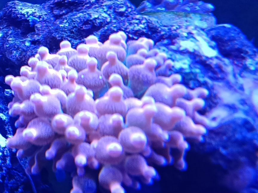 Актиния пузырчатая