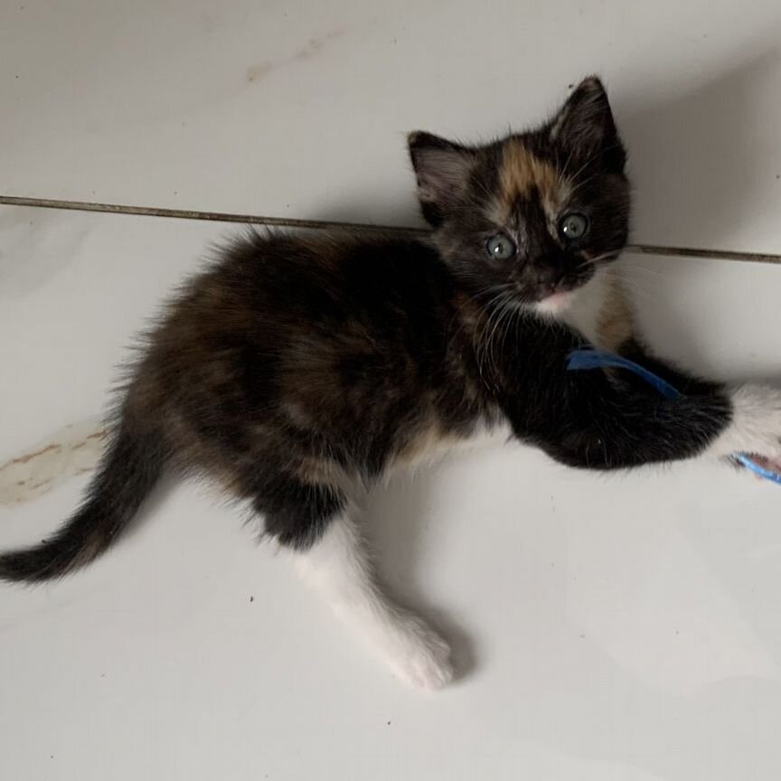 Котята в добрые руки,приучены к лотку