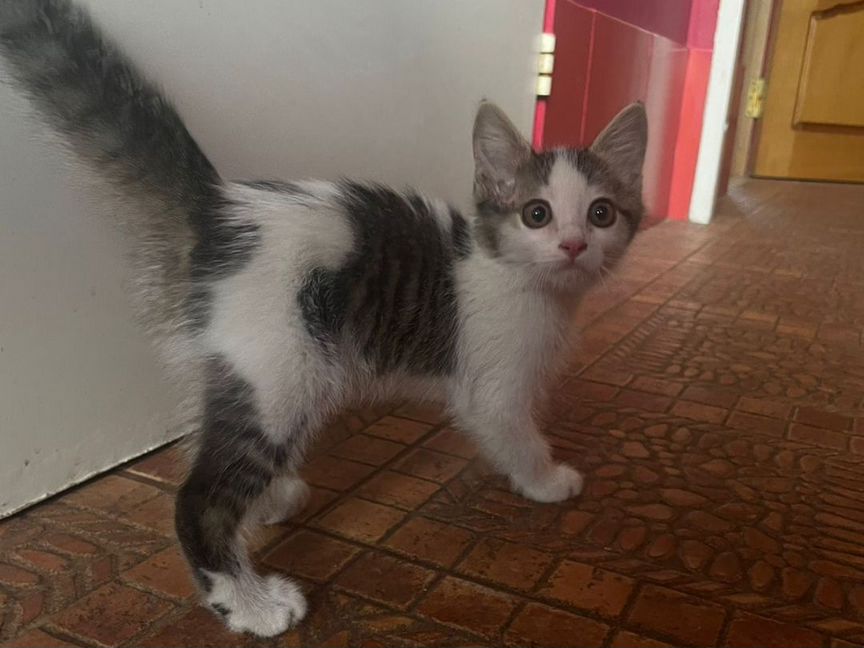 Котенок. Волгоград. Ищем дом и семью
