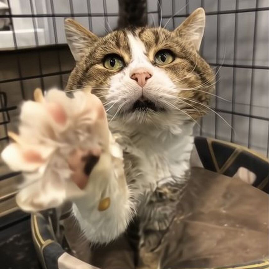 Взрослый кот в добрые руки