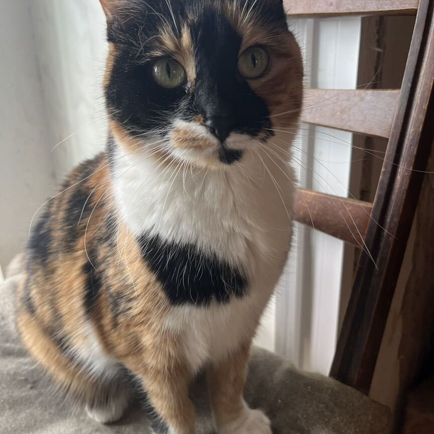 Кошка на удачу