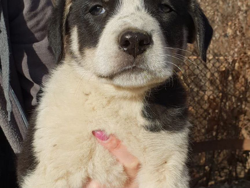 Детки в добрые ручки