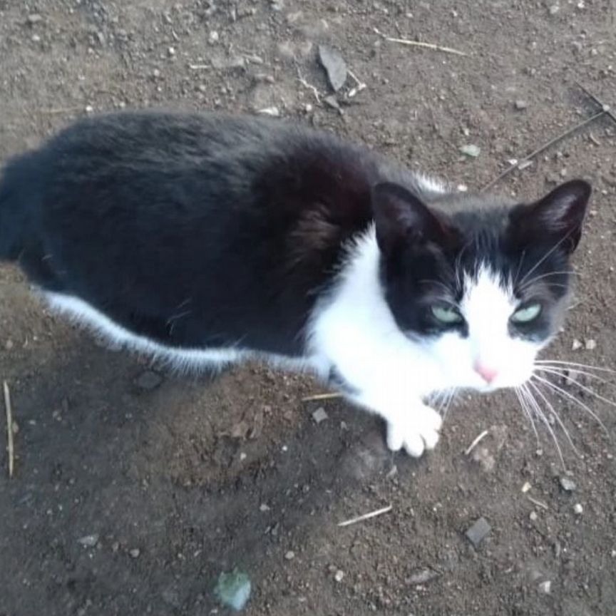 Котёнок подросток чёрно-белый под мостом
