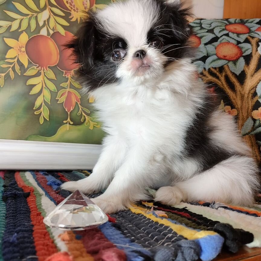 Японский хин