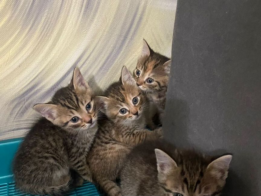 Котята тигрята от домашней кошки