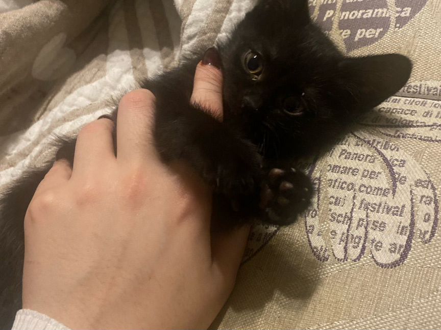 Самый чудесный котенок