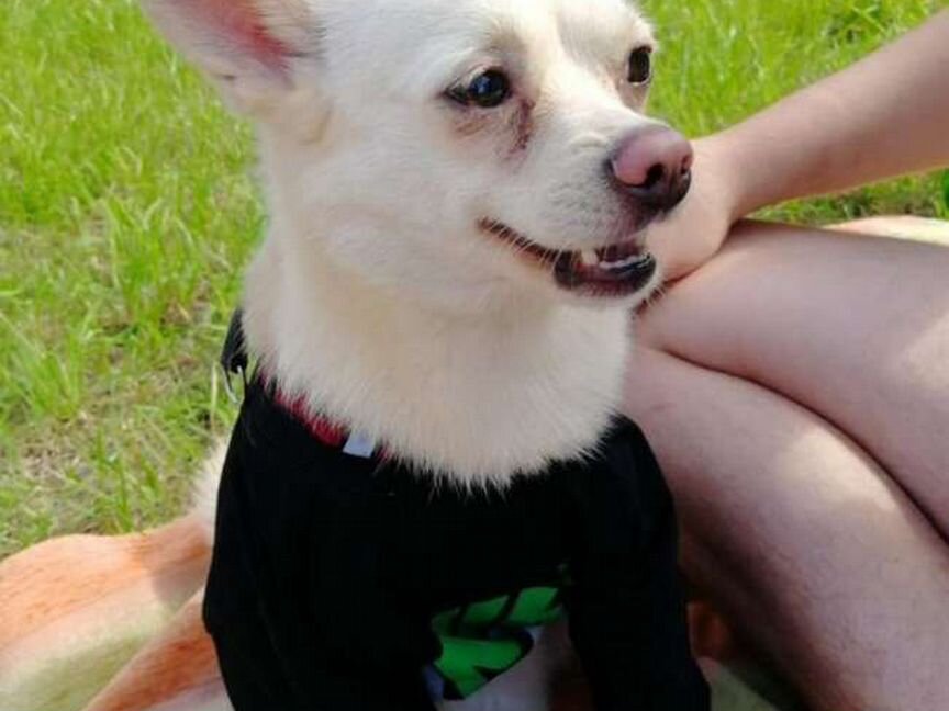 Чихуахуа Помчи вязка