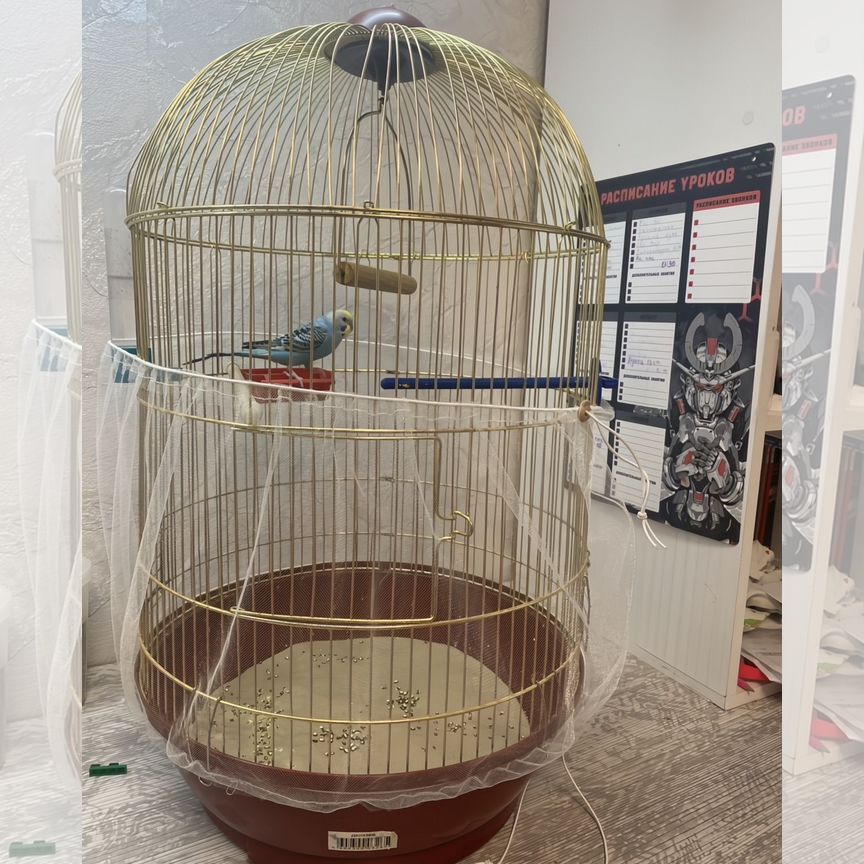 Попугай с большой клеткой