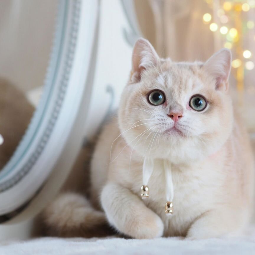 Британский короткошёрстный котёнок