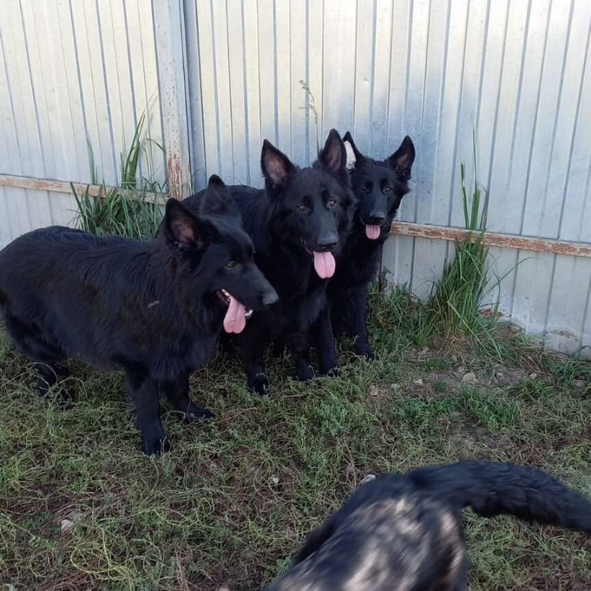 Чёрная д-ш девочка, немецкая овчарка