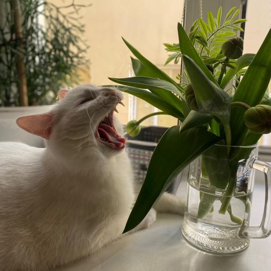 Кот домашний ищет дом