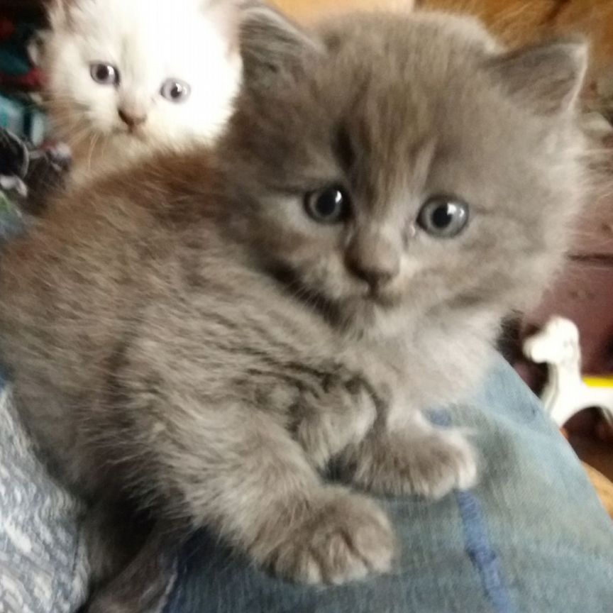 Британские котята