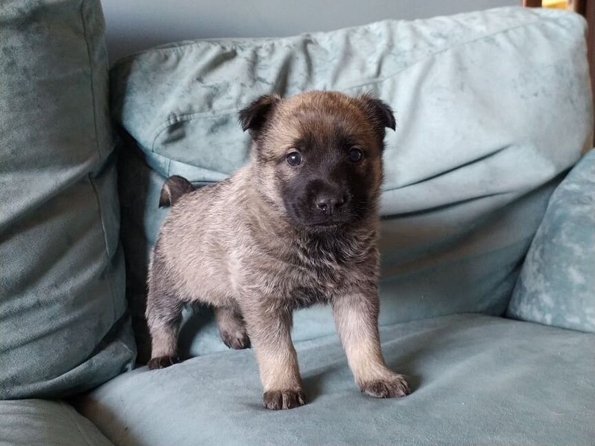 Милый малыш ищет дом