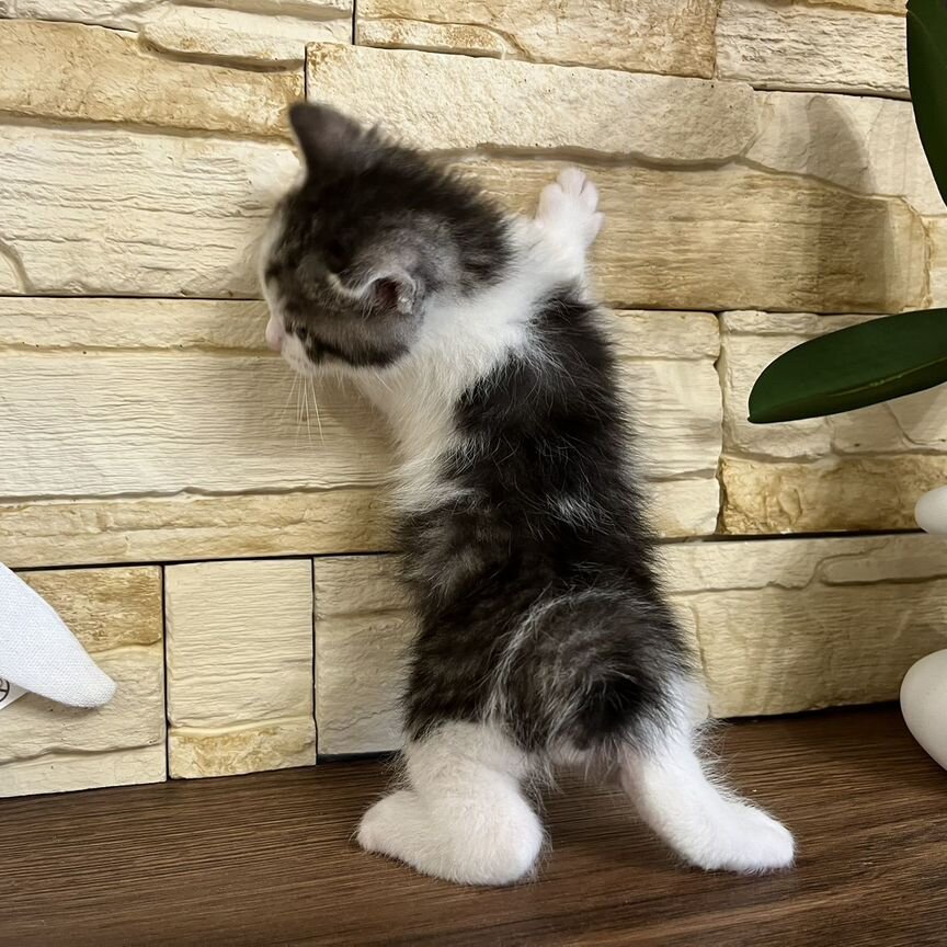 Короткошерстный котик бобтейл