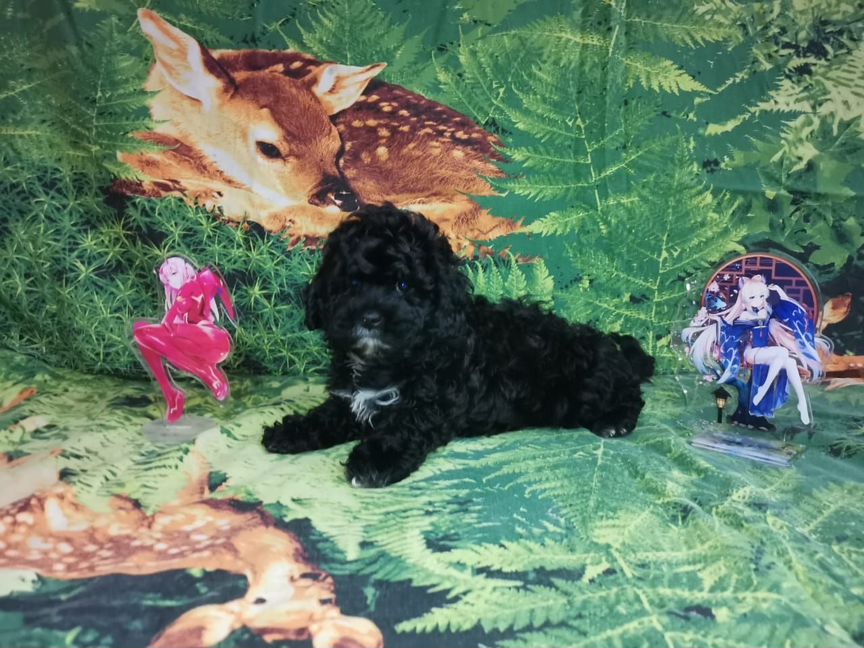 Щенки мальтипу f1