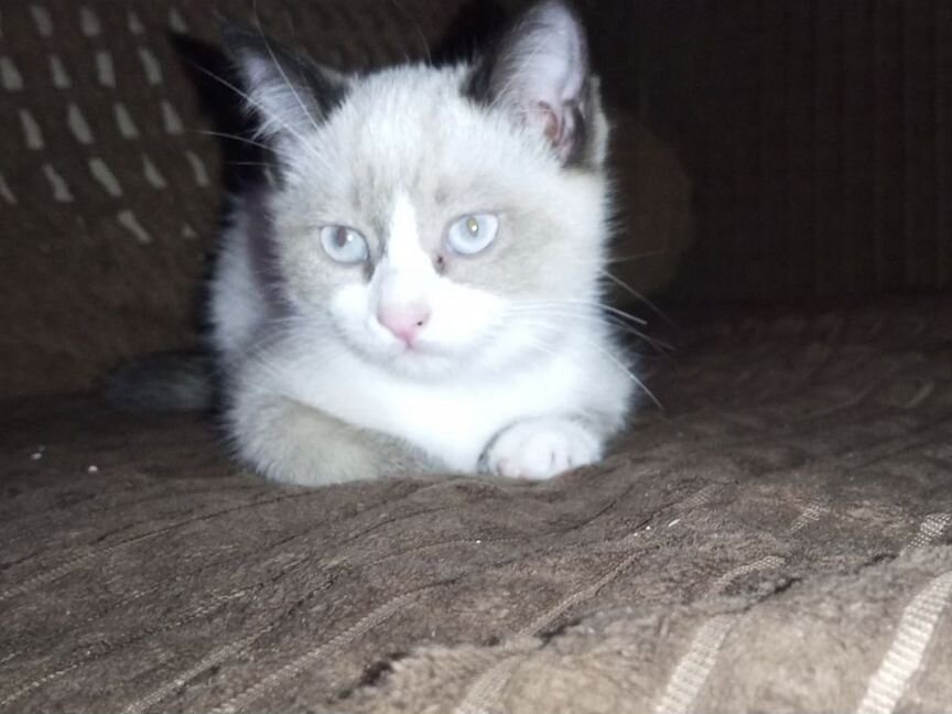 Кошка