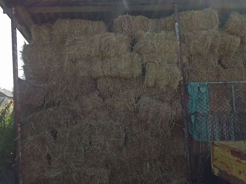 Сено в тюках эспарцет