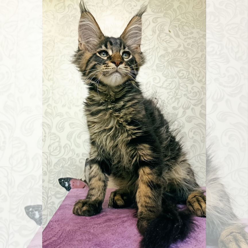 Мейн-кун котёнок