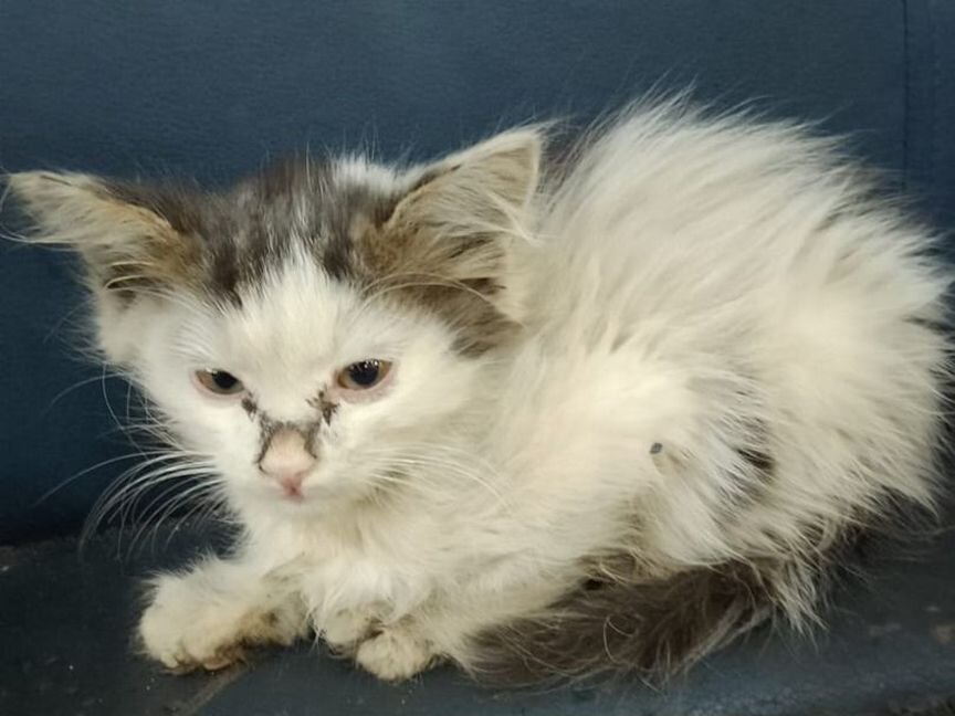 Котята бесплатно крысоловы