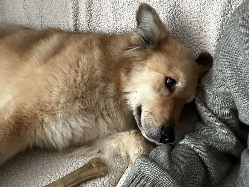 Собака в добрые руки