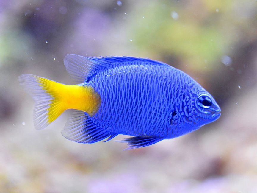 Рыба Хризиптера желтохвостая синеплавничная