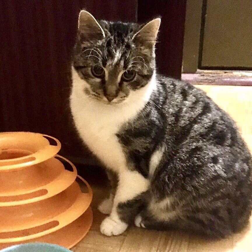 Котенок мальчик