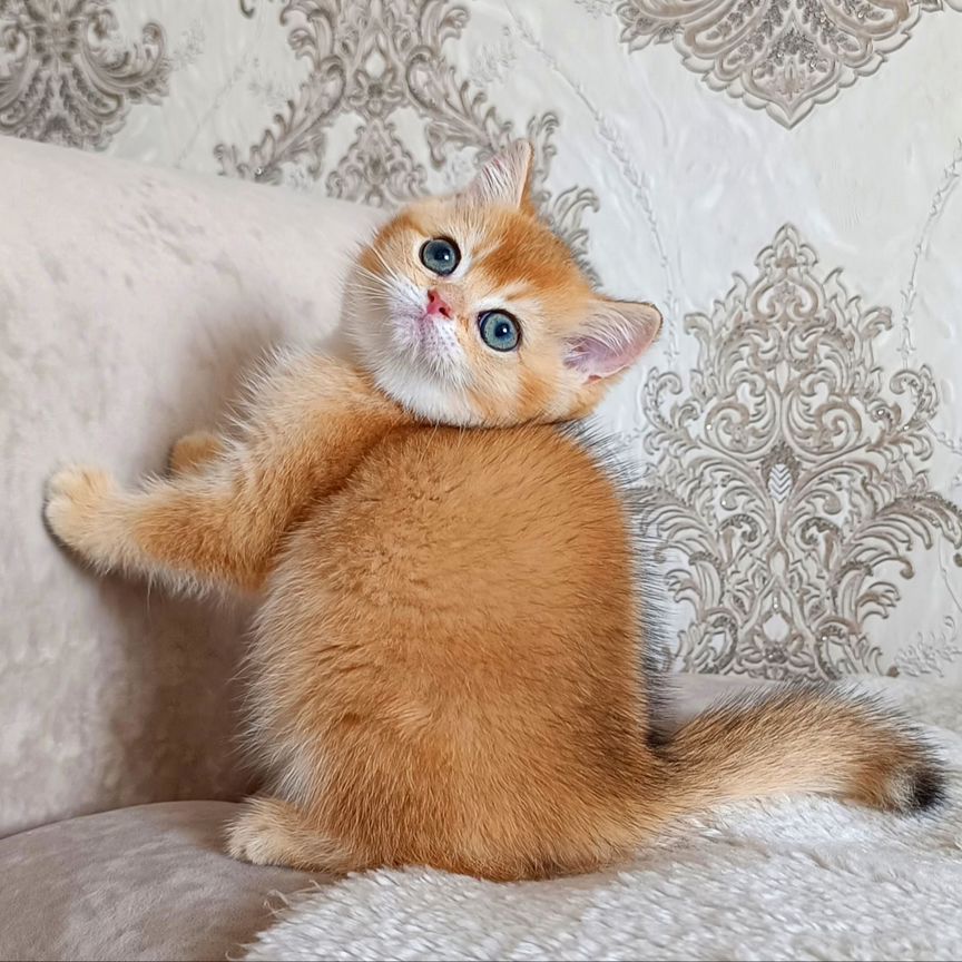 Яркие золотые малыши
