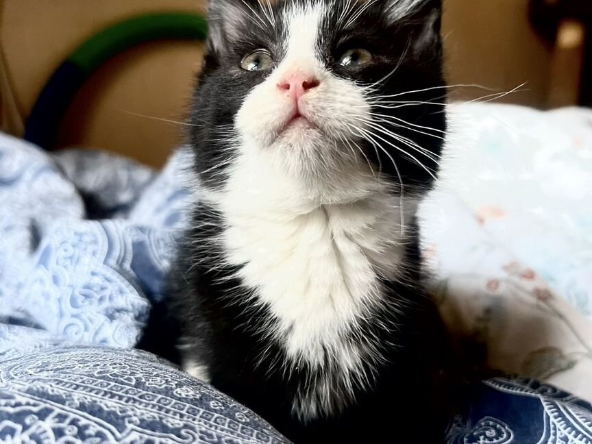 Отдам игривого котика в заботливую семью