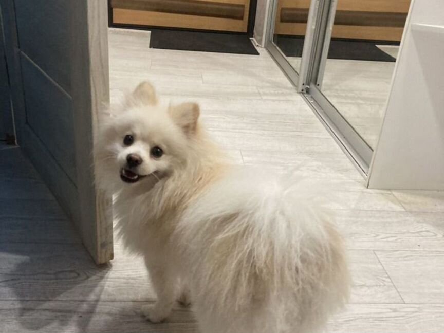 Вязка. Немецкий шпиц