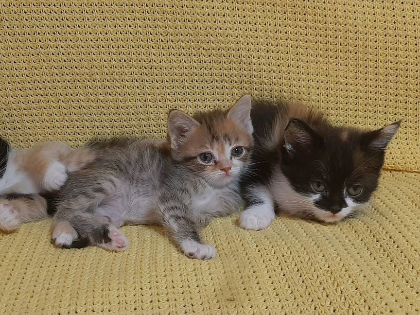 Маленькие котята девочки черепаховые