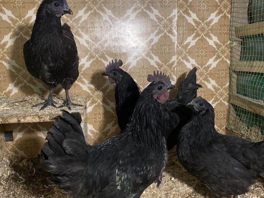 Инкубационное яйцо курицы Ухейилюй