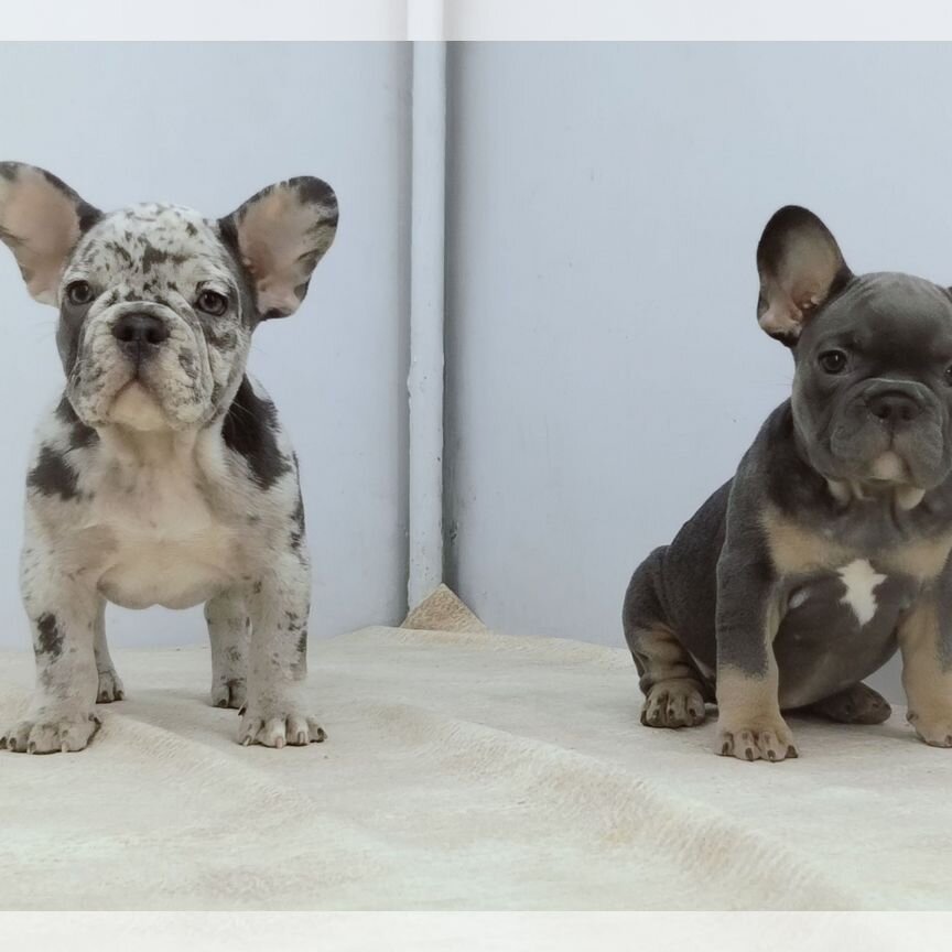 Французский бульдог, щенок