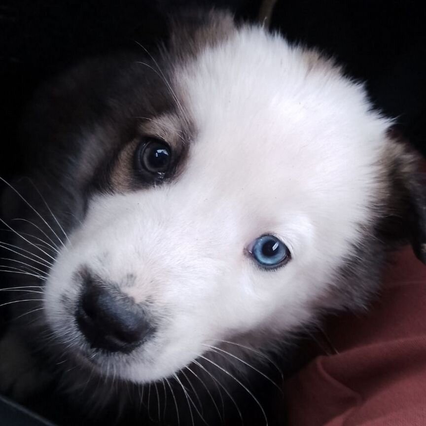 Австралийская овчарка, щенок