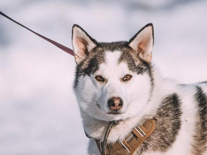 Аполлон ищет дом