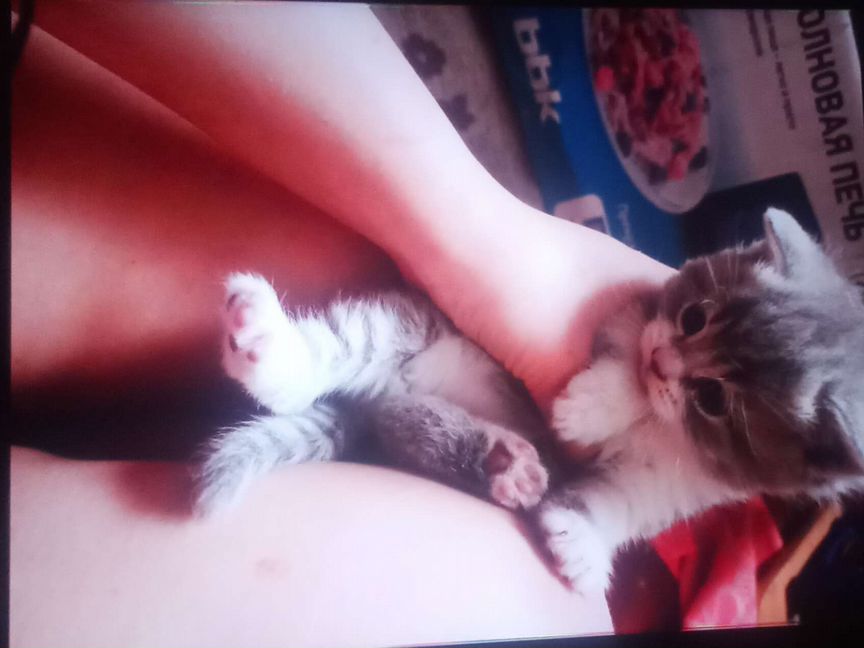 Одаю котят в добрые руки город бобров
