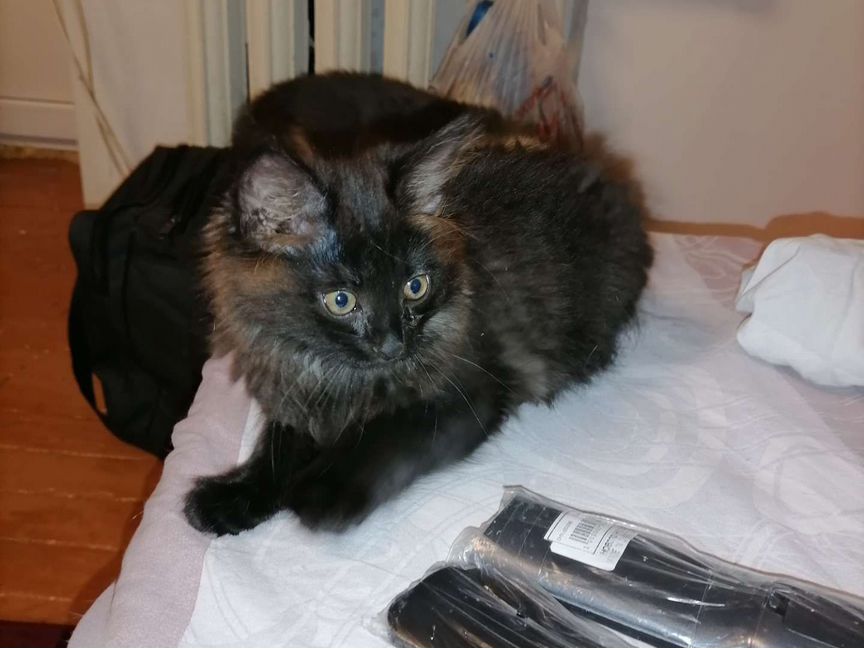 Котик