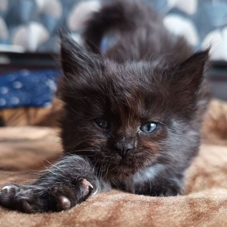 Мейн-кун котёнок