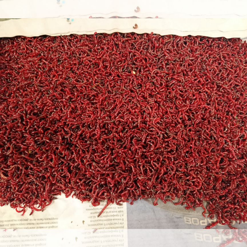 Мотыль живой