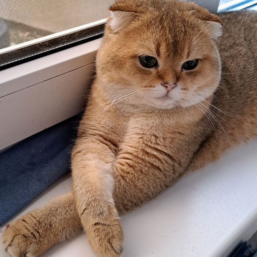 Опытный шотландец приглашает кошечек на свидание