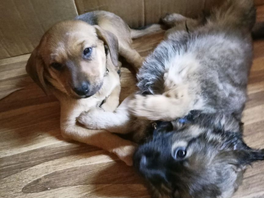 Собака в добрые руки