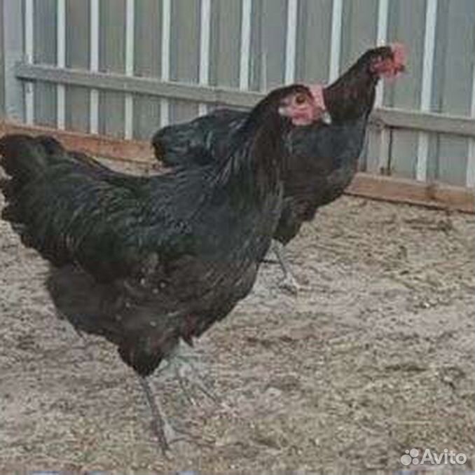 Петух Джерсийский гигант(бронь 1 шт до 01.09)