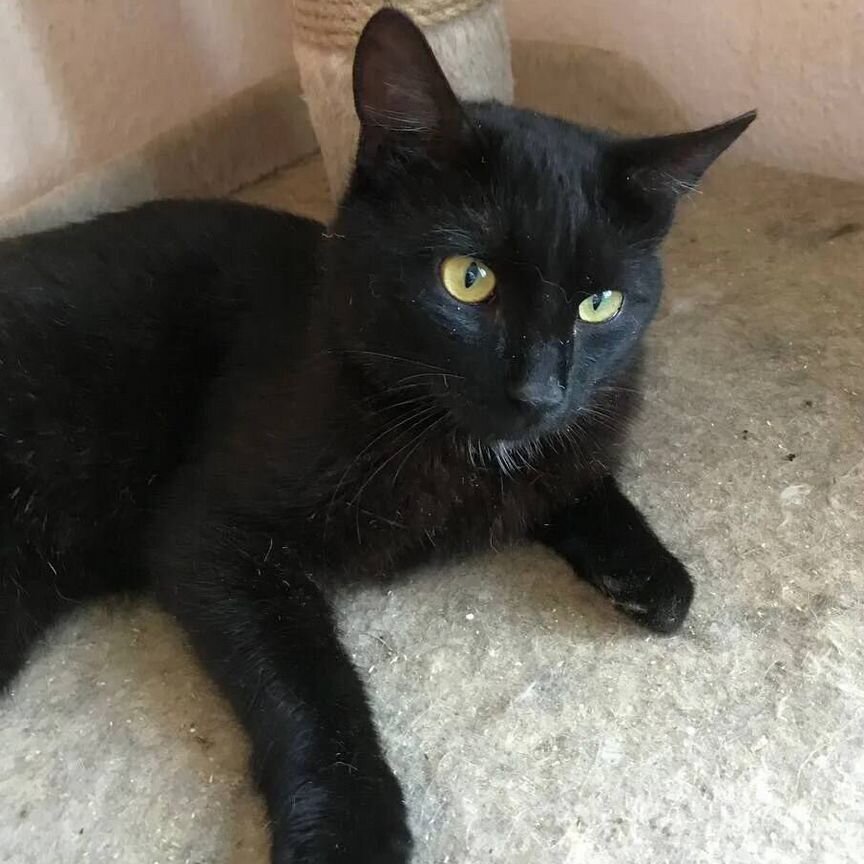 Взрослый кот в добрые руки