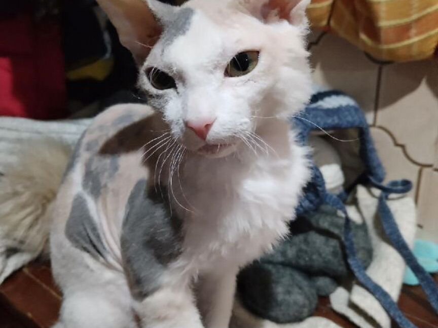 Сфинкс-кошка