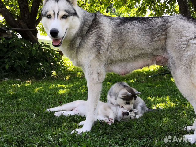 Щенки сибирской хаски