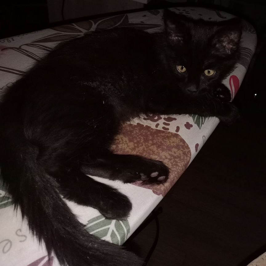 Отдам черного котика
