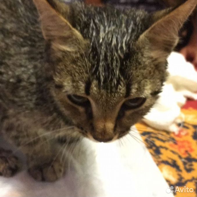 Любимчик Пашка